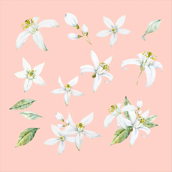 297 Neroli Vector Images Free And Royalty Free Neroli Vectors