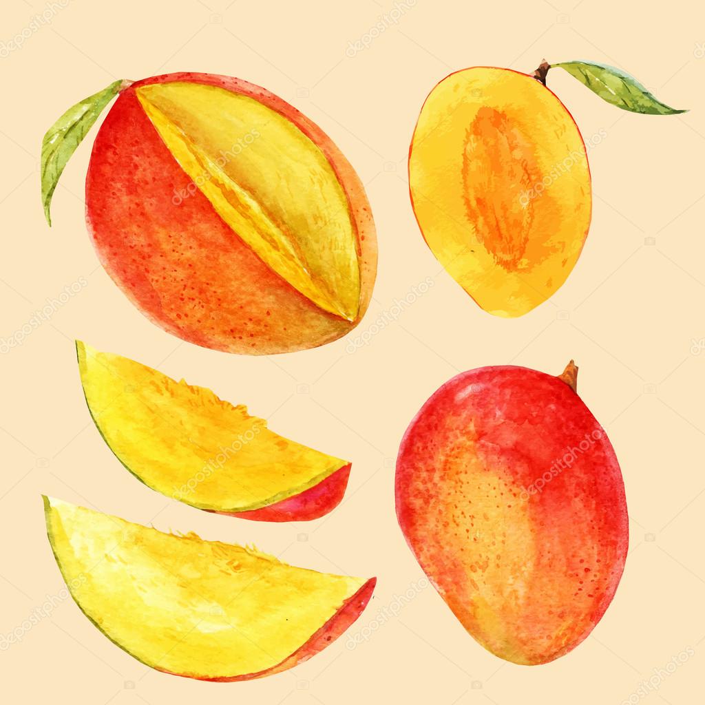 Watercolor hand drawn mango Stock Vector Image by ©ZeninaAsya #124627482