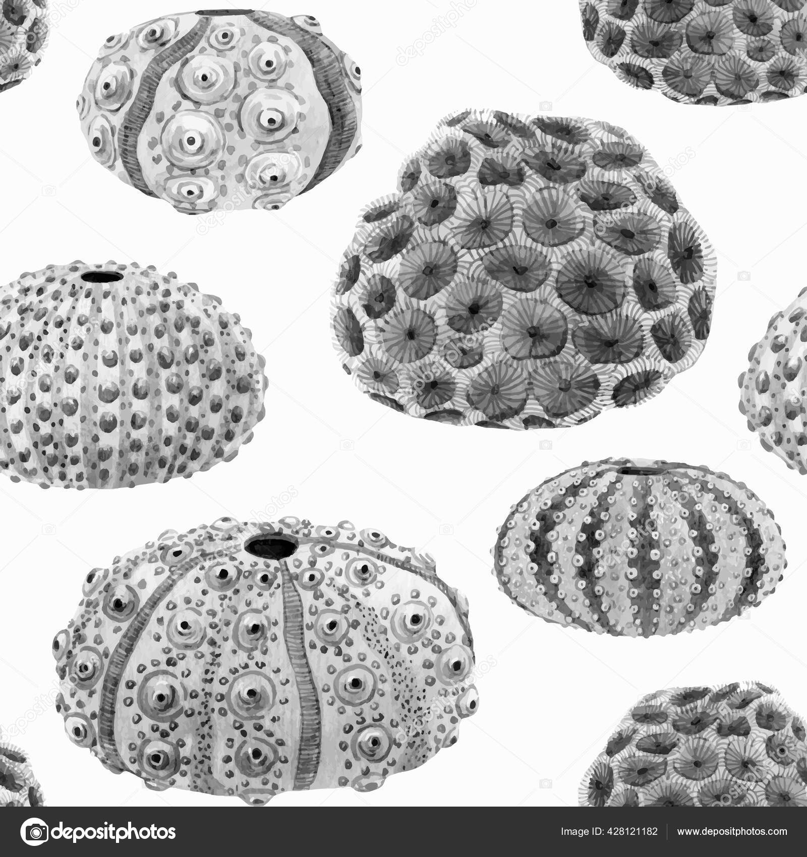 Sea Urchin Shell Drawing