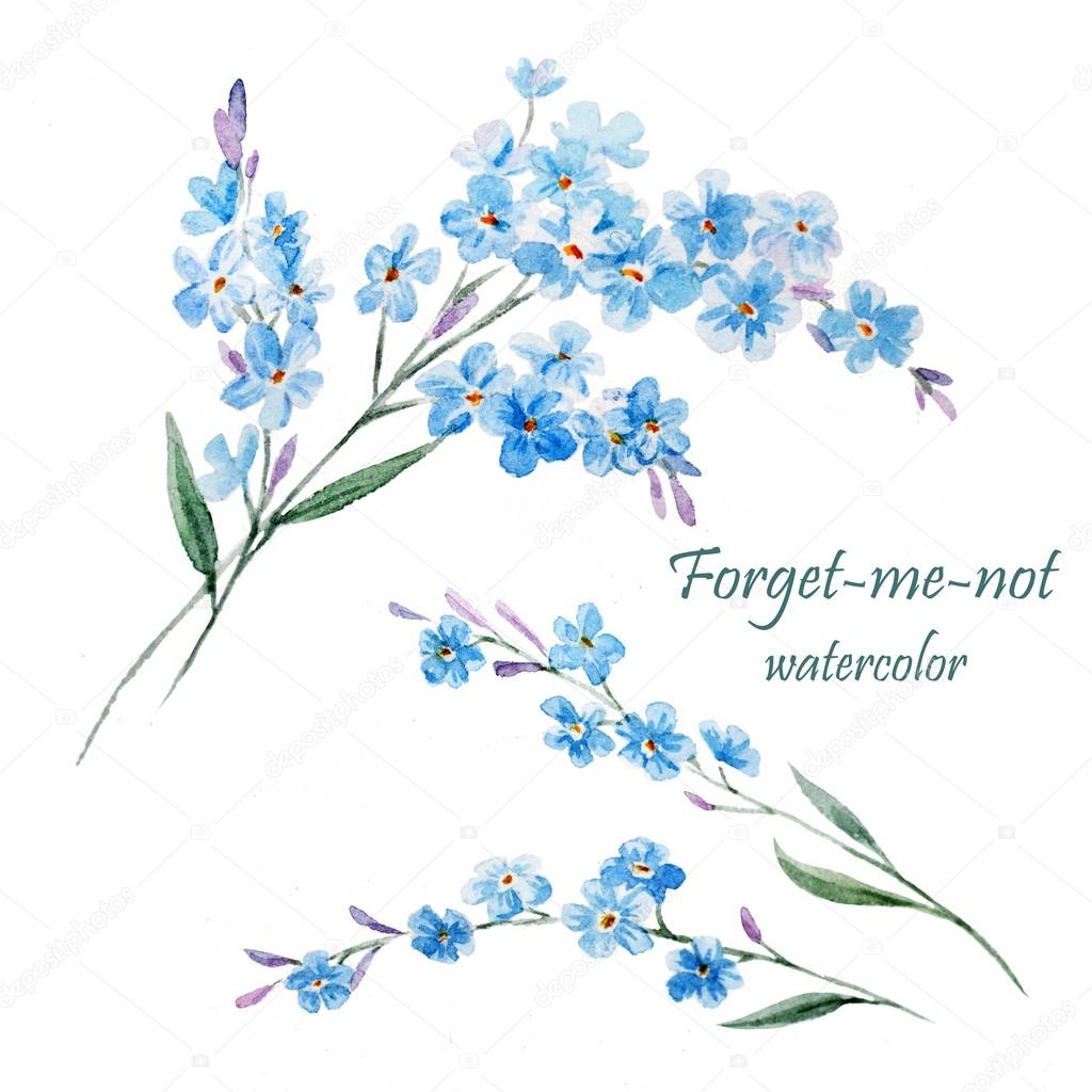 Forget Me Not Watercolor