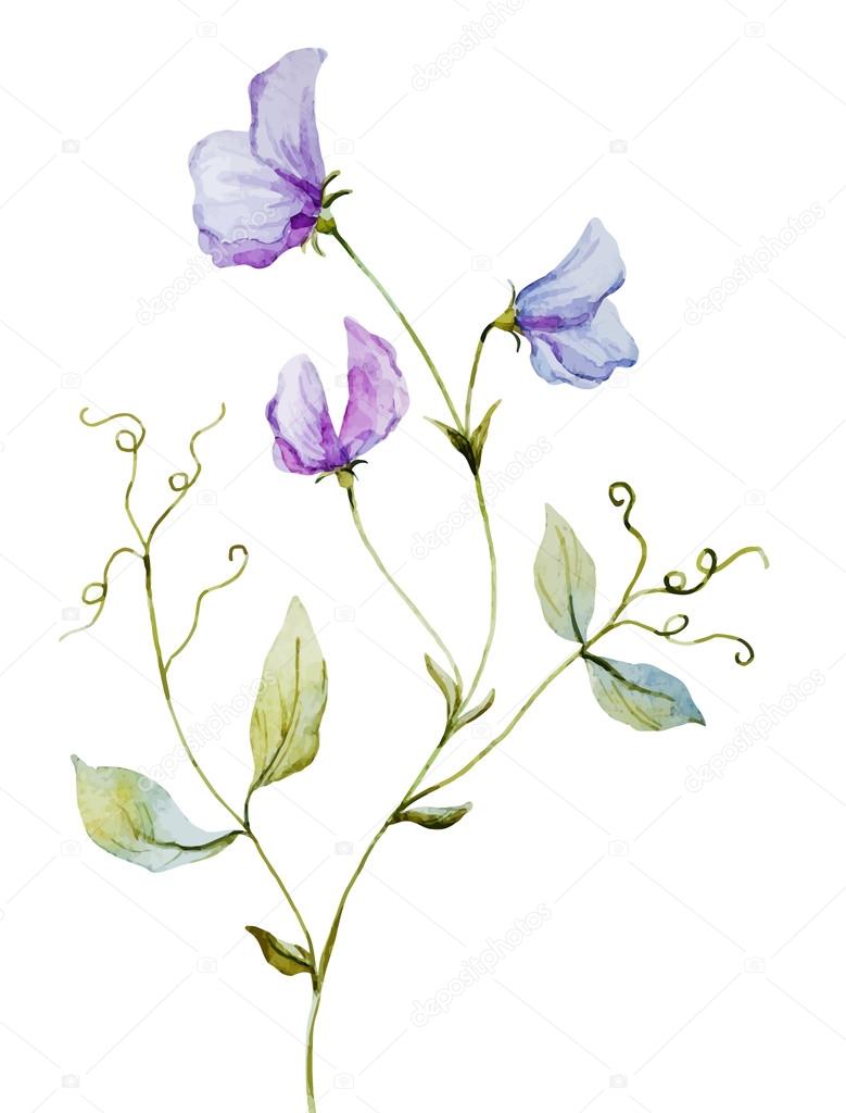 Nice watercolor flowers Stock Vector by ©ZeninaAsya 70633421