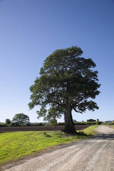 Queensland blue gum Pictures, Queensland blue gum Stock Photos & Images ...
