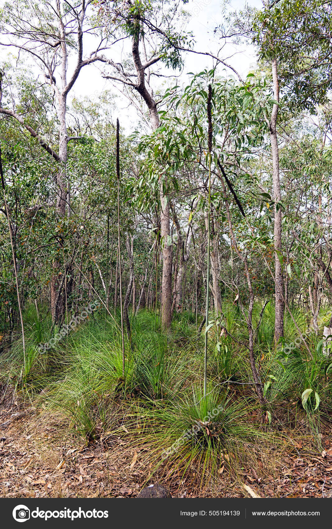 Common Grass Trees Blackboys Xanthorrhoea Australian Bush Amongst Gumn ...