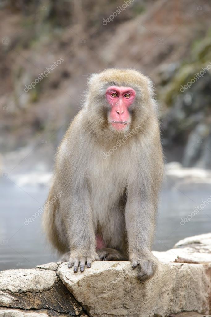 Monkey in a natural onsen in Jigokudani Monkey Park or Snow Monkey ...