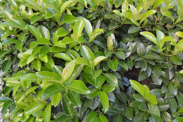 Mirto chileno Stock Photos, Royalty Free Mirto chileno Images ...