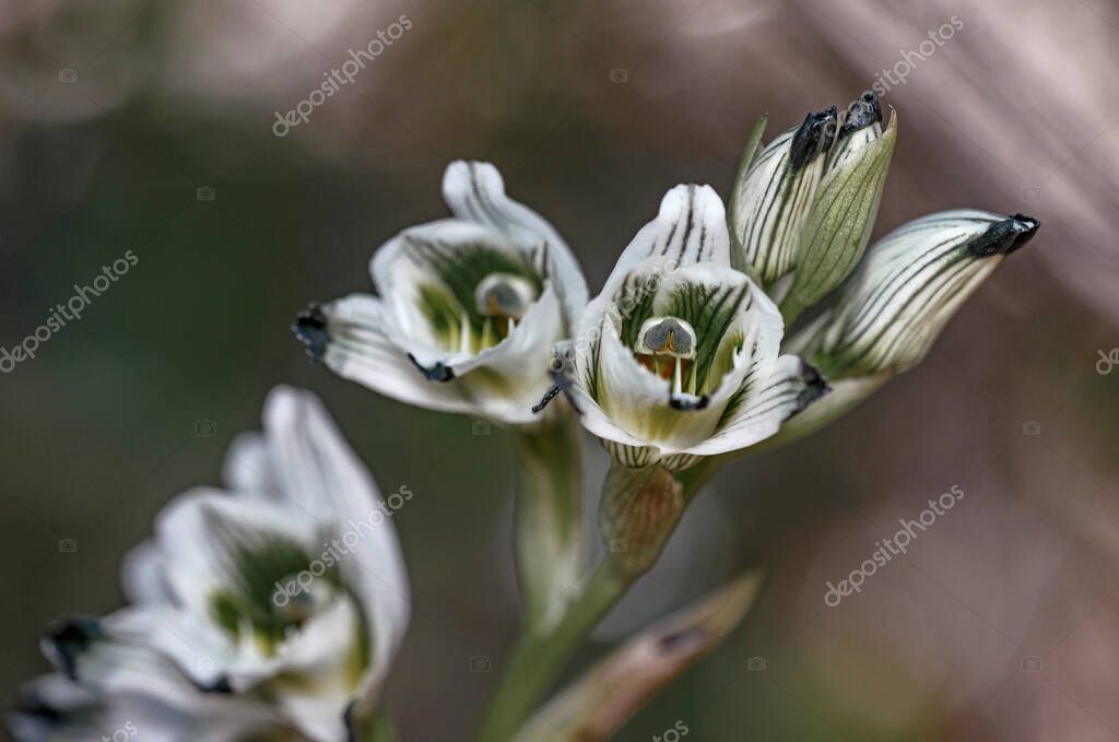 orquídea nativa de Sudamérica en peligro de extinción 2022