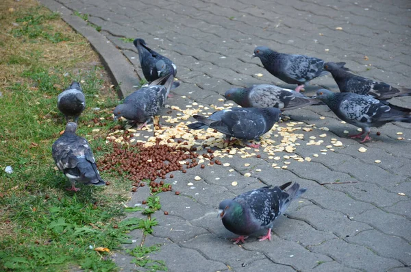 Birdfood Stock Photos, Royalty Free Birdfood Images | Depositphotos