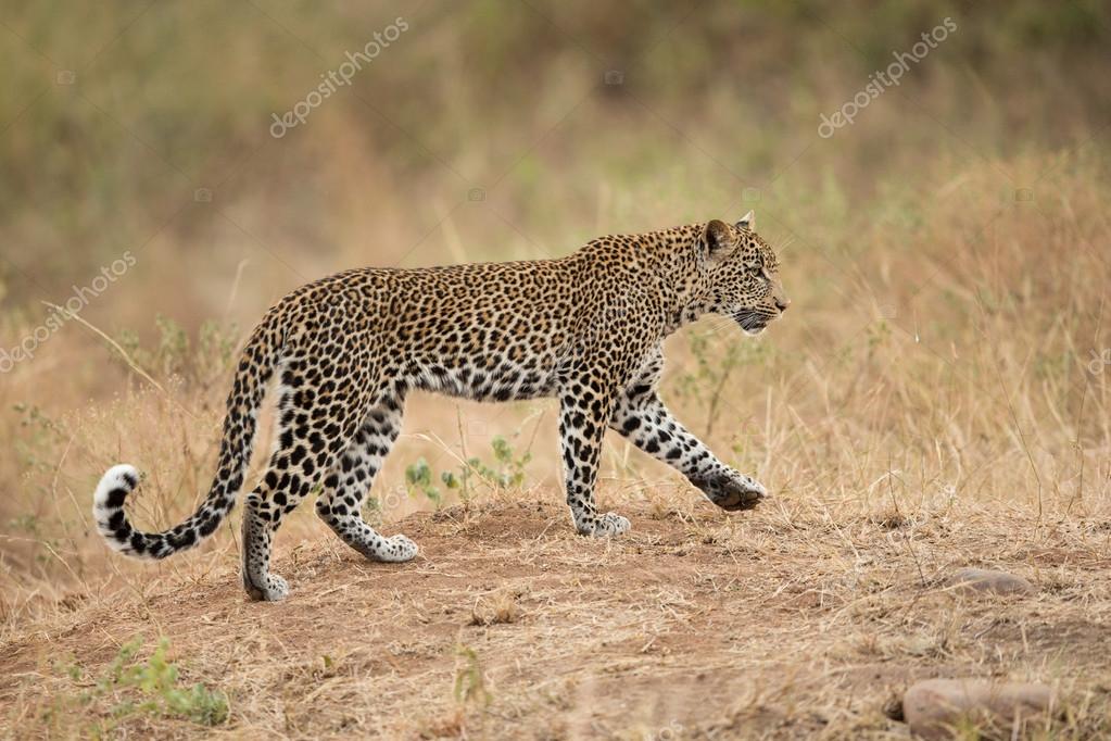 Leopard Walking