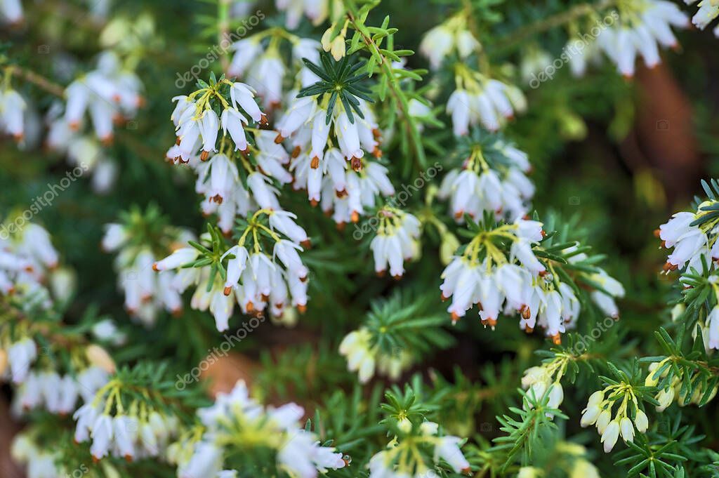 Hermoso fondo primaveral de flores mediterráneas de brezo blanco (Erica ...