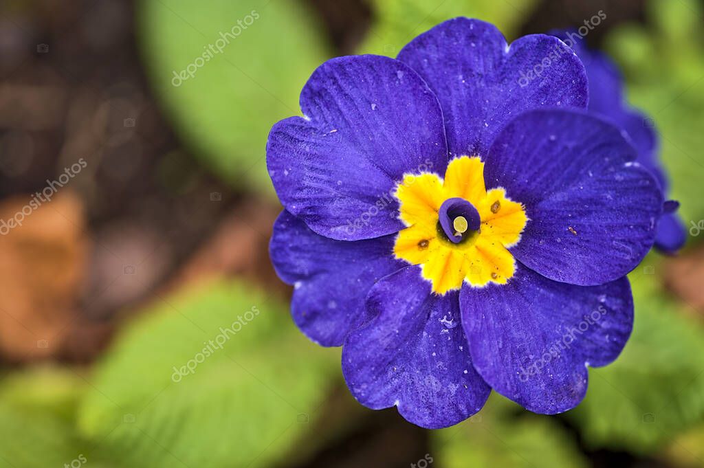 Hermosa vista borrosa de primer plano de una sola primavera flor de ...