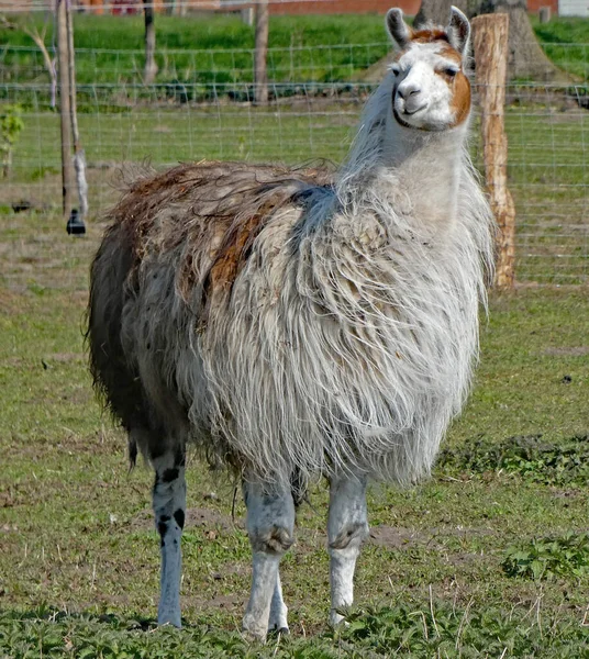 La lama Stock Photos, Royalty Free La lama Images | Depositphotos