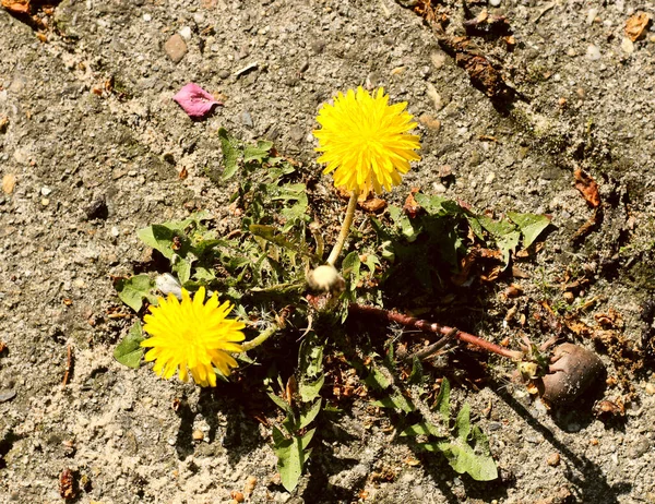 Two flowers between stones Pictures, Two flowers between stones Stock ...