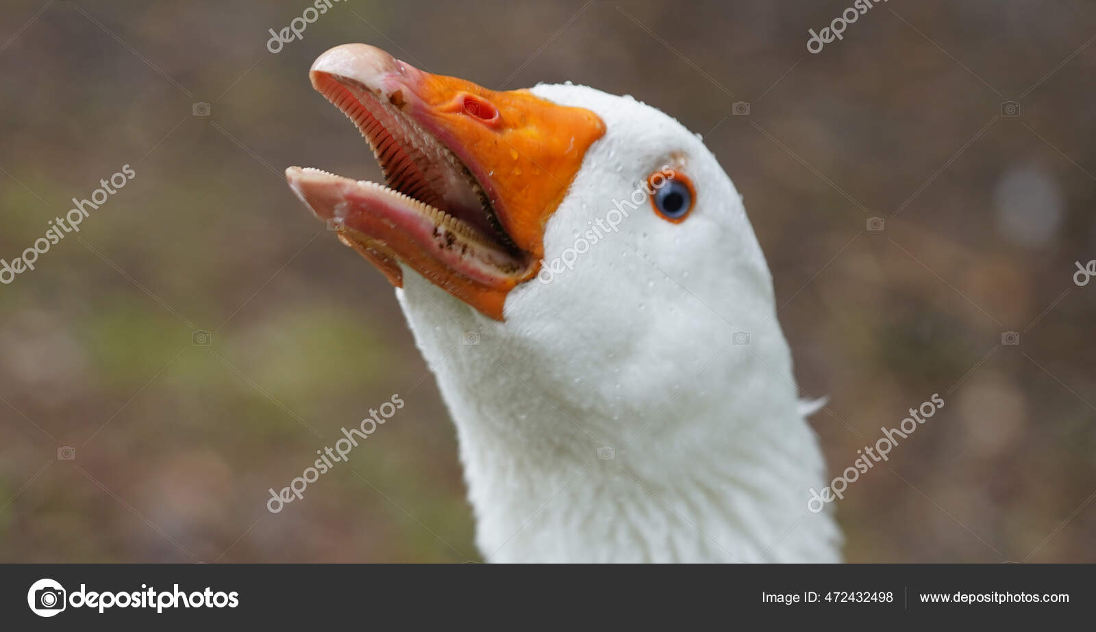 Angry Goose Teeth
