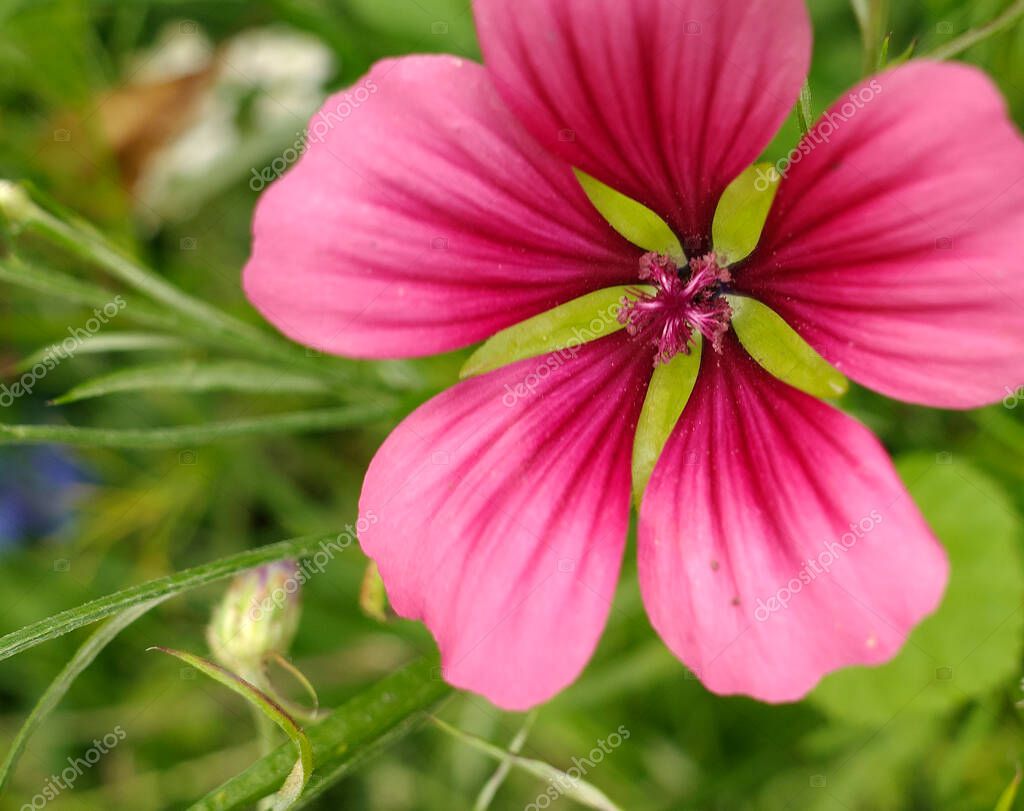 Malope trifida mallow-wort, annual malope, maloppi, purple Spanish ...