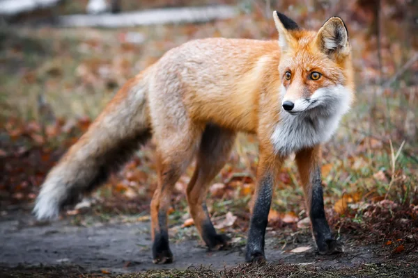 Wild red fox Stock Photo by ©count_kert 2405042