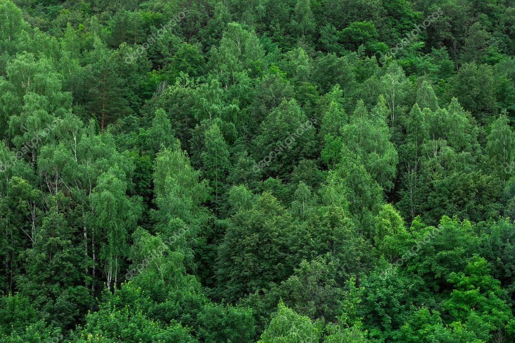 Green forest trees texture background. Nature landscape Stock Photo by ...