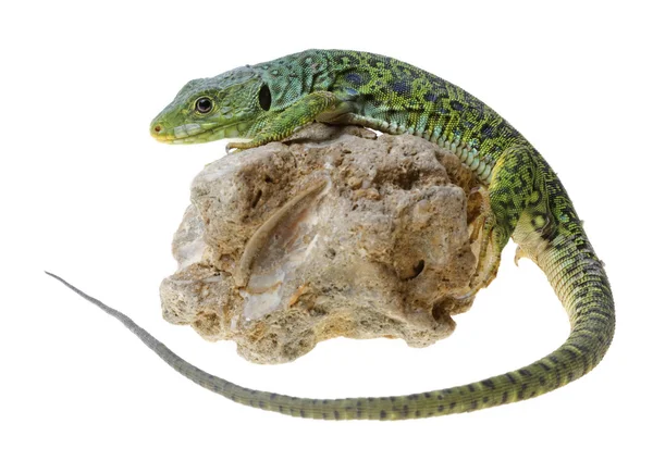 Lizard white background Stock Photos, Royalty Free Lizard white ...