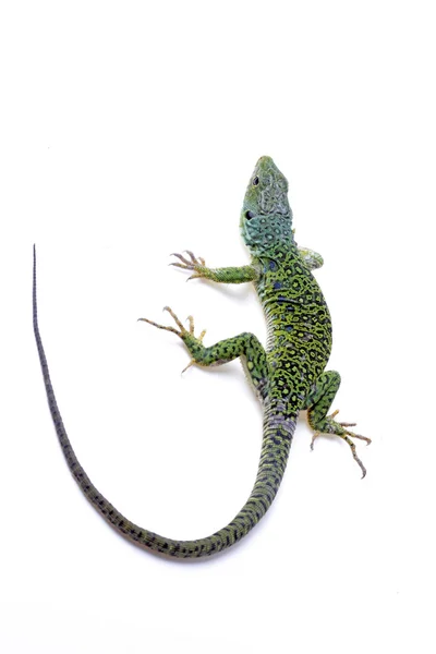 Lizard white background Stock Photos, Royalty Free Lizard white ...