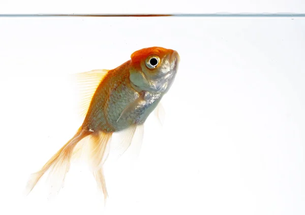 Acro transparent Stock Photos, Royalty Free Acro transparent Images ...