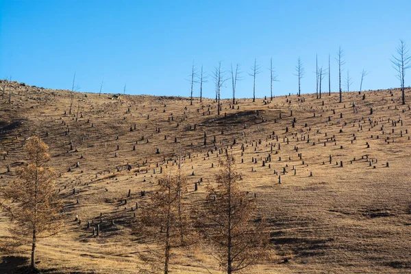 Forest exploitation Stock Photos, Royalty Free Forest exploitation ...