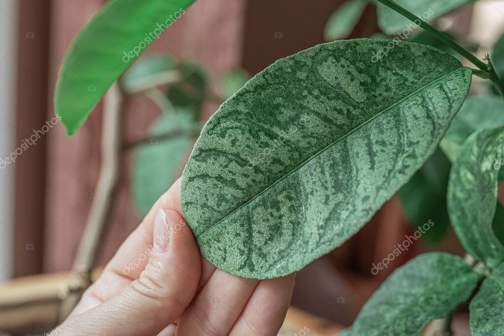 Hoja de limonero infectada con un virus o una enfermedad por clorosis 2022