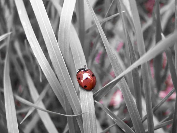 Ladybirds red Stock Photos, Royalty Free Ladybirds red Images ...