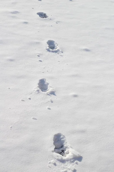 White Snow Background with Footprints Footpath on Snowdrifts Cold ...