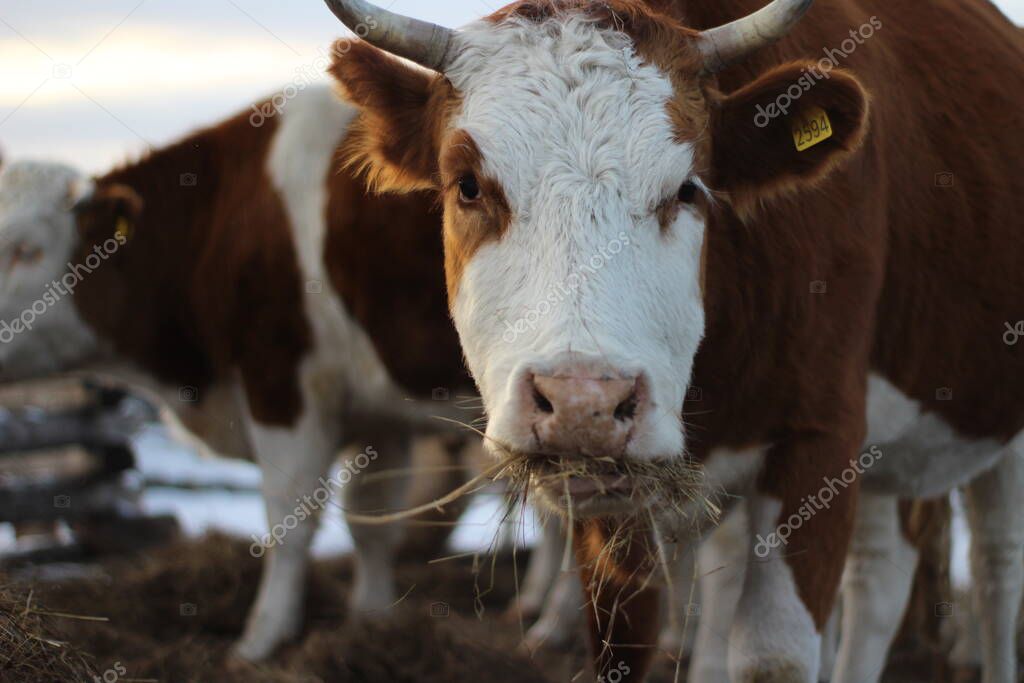 Vaca comiendo heno en invierno y mirando a la c mara. Toro marr n rojo con cuernos pastando en ...