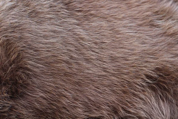 Animal fur texture Background hair brown caramel color - Stock Image ...