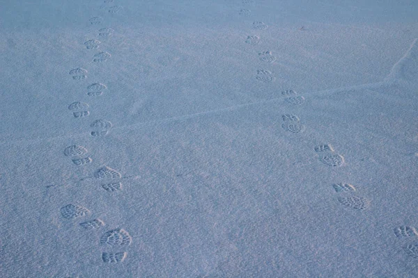 Fox Tracks In Snow