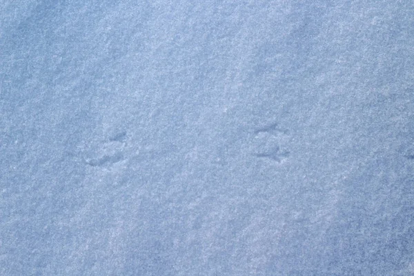 Zajíc stopy stock fotografie, royalty free Zajíc stopy obrázky ...