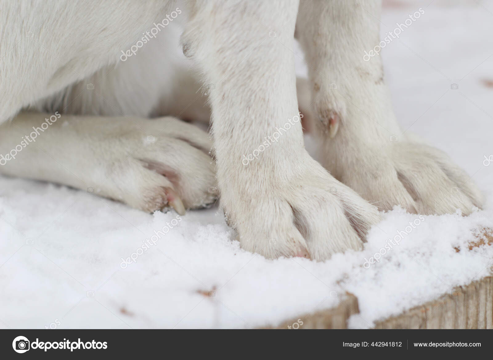 White Dog Fluffy Cute Paws Fur Claws Close Wooden Porch — Stock Photo ...
