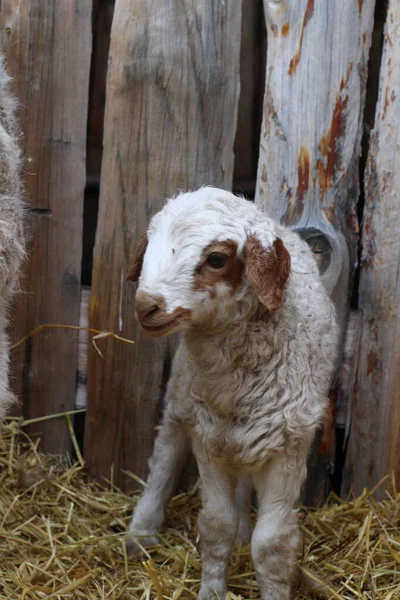 Oveja bebe fotos de stock, imágenes de Oveja bebe sin royalties ...