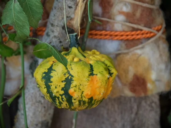 Blommiga kalebass Stockfotografier, royaltyfria Blommiga kalebass ...