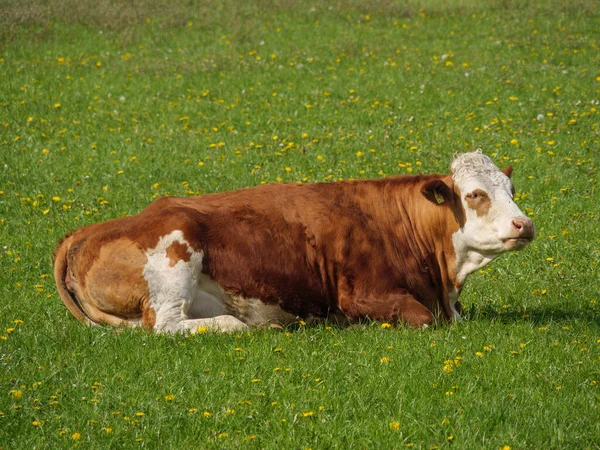 Vaca relajada Stock Photos, Royalty Free Vaca relajada Images ...