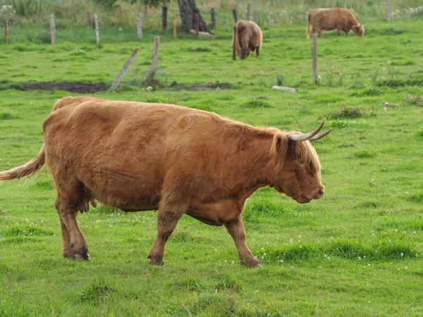 Vacas rojas fotos de stock, imágenes de Vacas rojas sin royalties ...