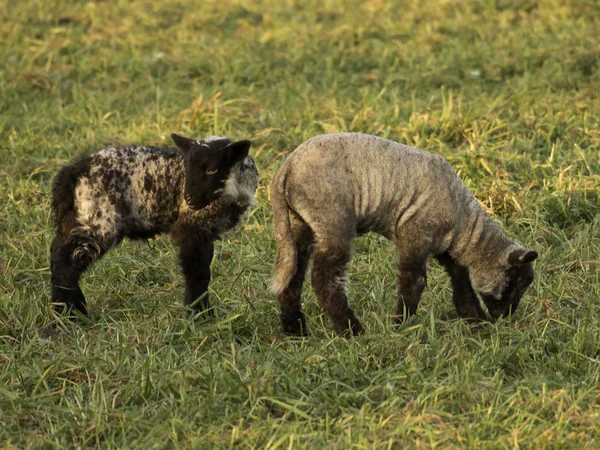 Cub sheep Stock Photos, Royalty Free Cub sheep Images | Depositphotos