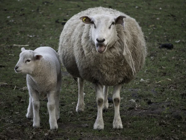Sheep standing over another lying against white background — Stock ...
