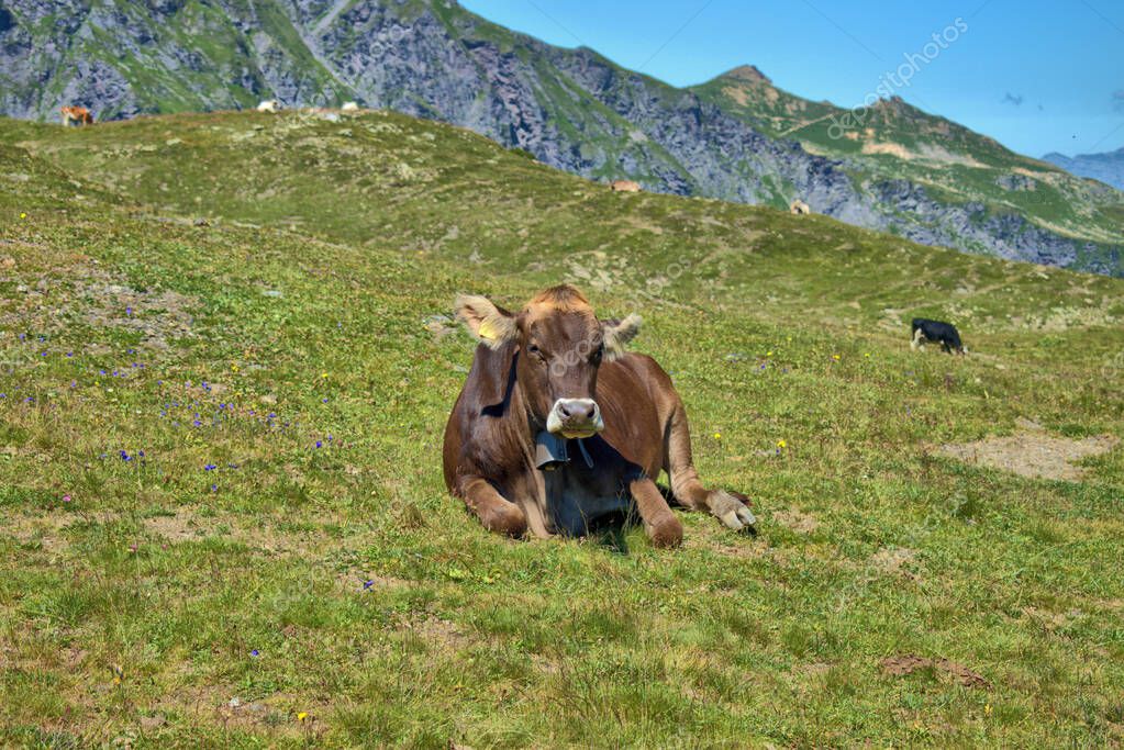 La vaca tiene un día relajante en el monte Pizol en Suiza 7.8.2020 2022