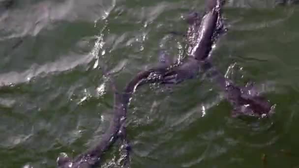 The mutated catfish, Chernobyl zone — Stock Video © dmytro.drabyk@gmail ...