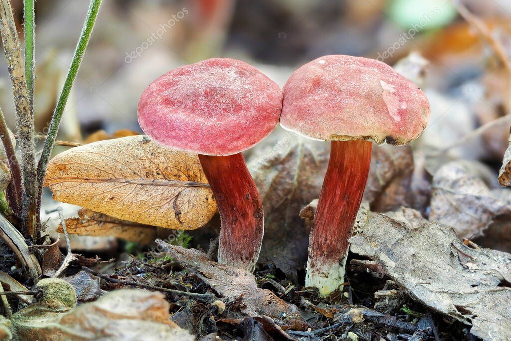 El Ruby Bolete (Hortiboletus rubellus) es un hongo comestible, una foto ...