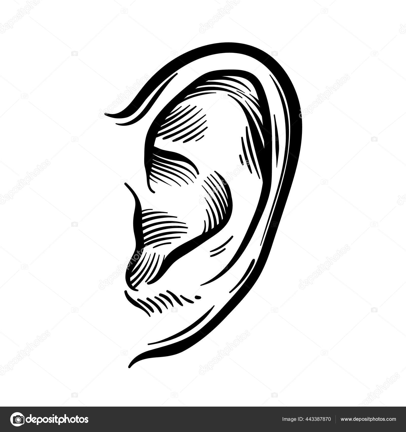 Hand Drawn Ear Sketch Symbol. Vector Listen Element In doodle Style ...