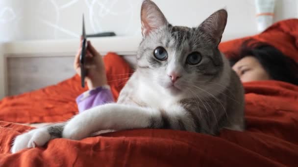 1,905 vídeos de Internet gato, metraje de Internet gato sin royalties ...