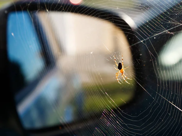 Windshield spider web Stock Photos, Royalty Free Windshield spider web ...