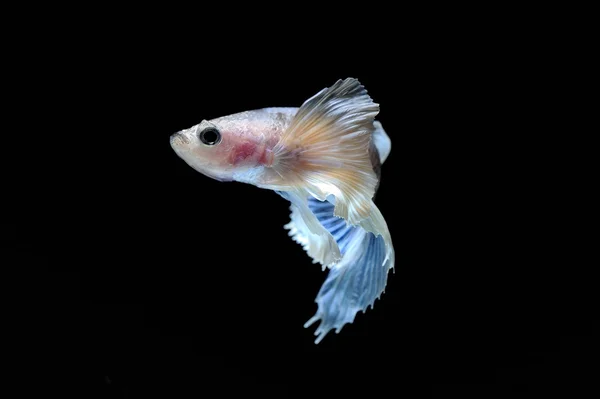 White betta fish Stock Photos, Royalty Free White betta fish Images ...