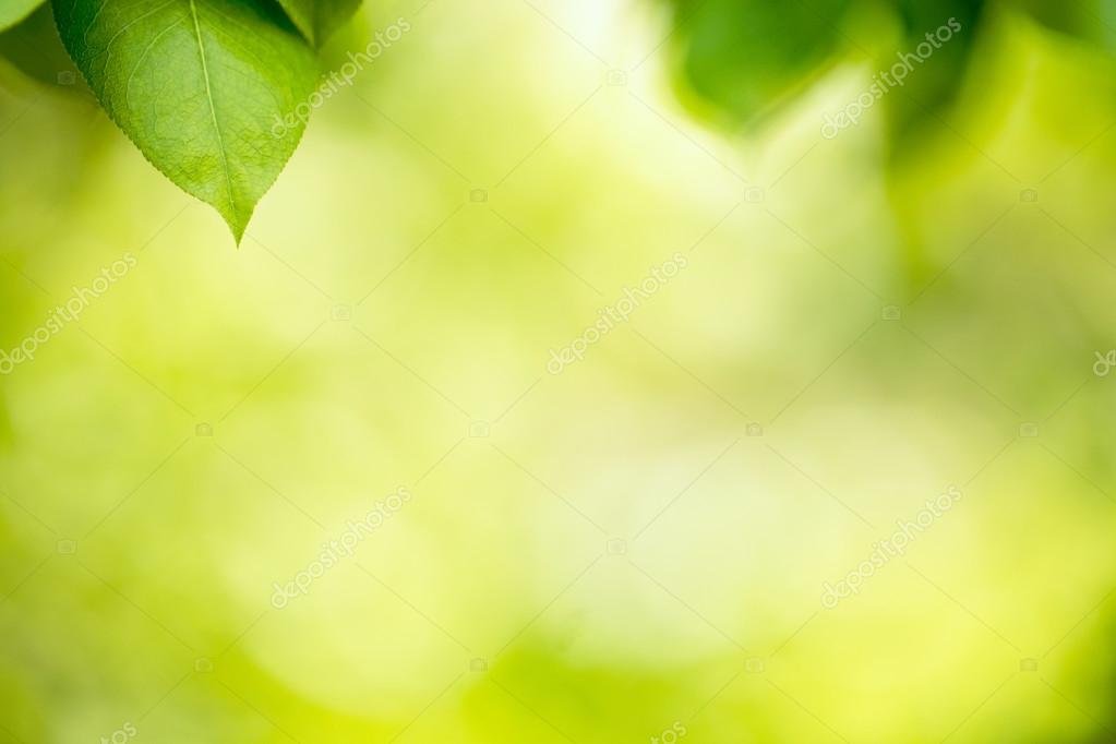 Nature Background Wallpaper Green