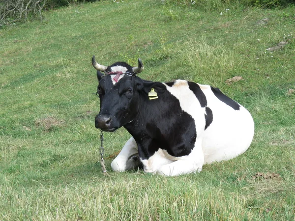 Horror cow Stock Photos, Royalty Free Horror cow Images | Depositphotos