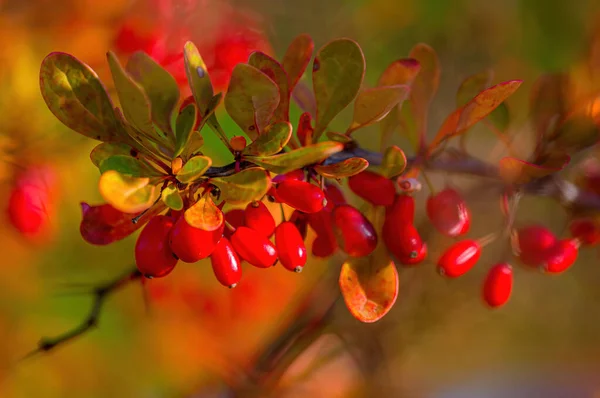 Coralberry tree Stock Photos, Royalty Free Coralberry tree Images ...