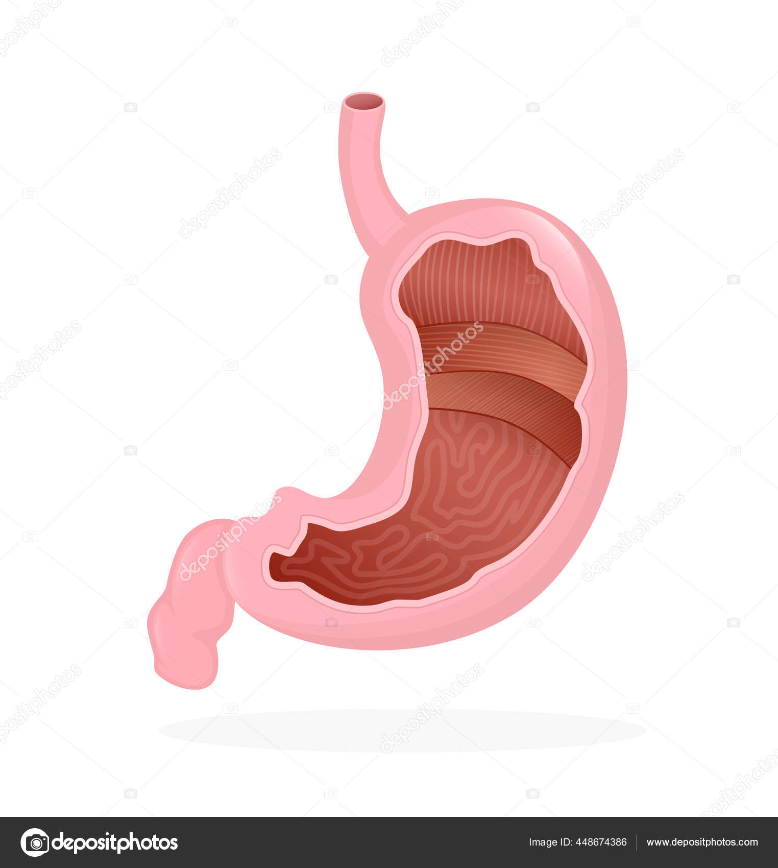 Image vectorielle Organe de l'estomac. Illustration vectorielle de ...