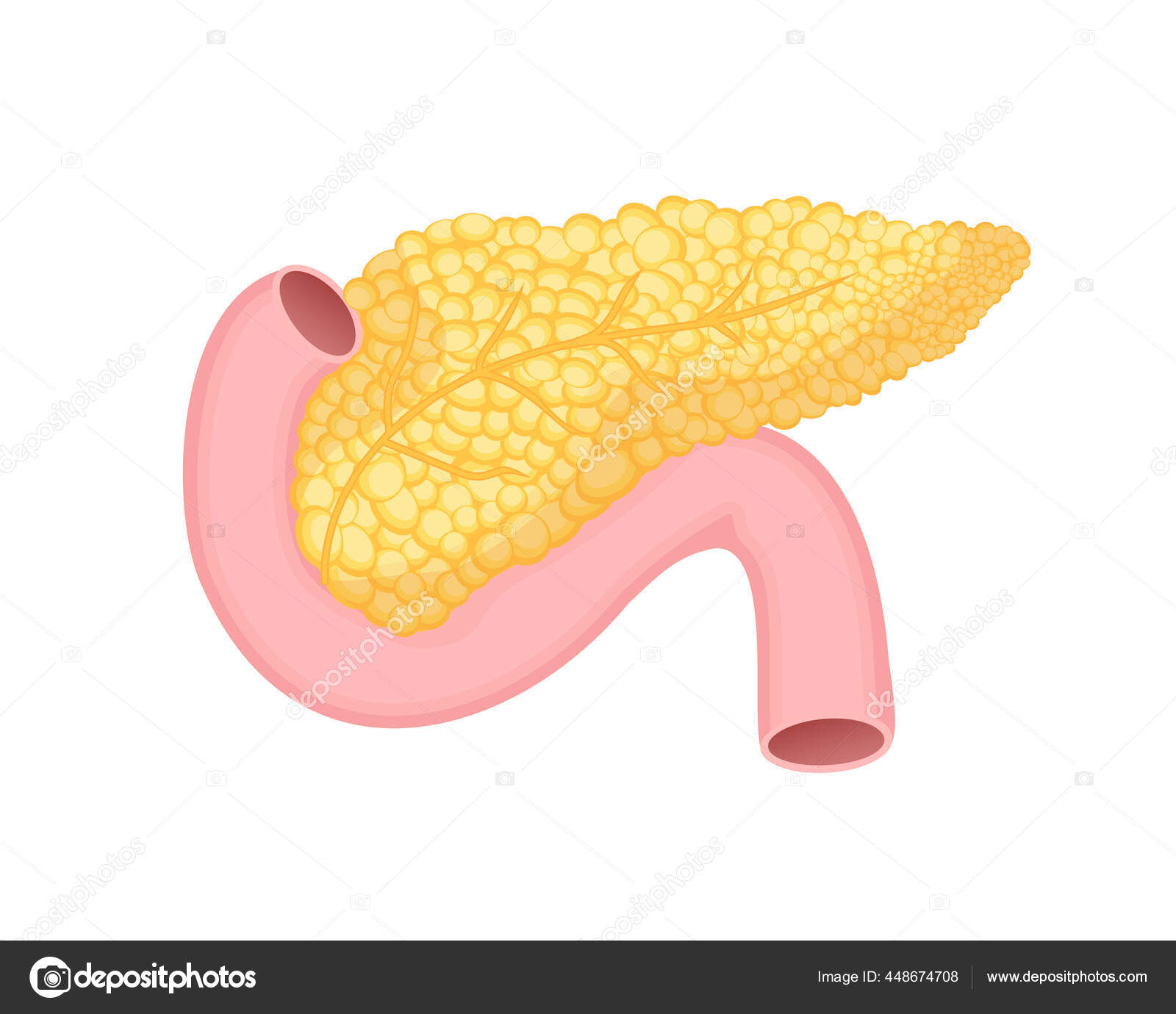 Pancreas isolated on white background. Medicine concept. Flat vector ...